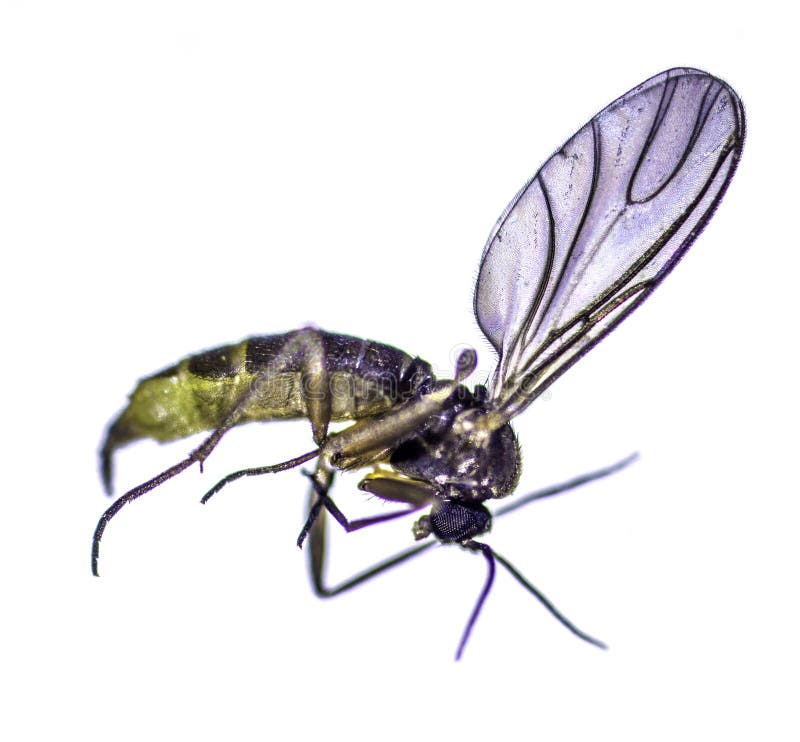 Insecto Bajo Un Microscopio Imagen de archivo - Imagen de microscopia ...