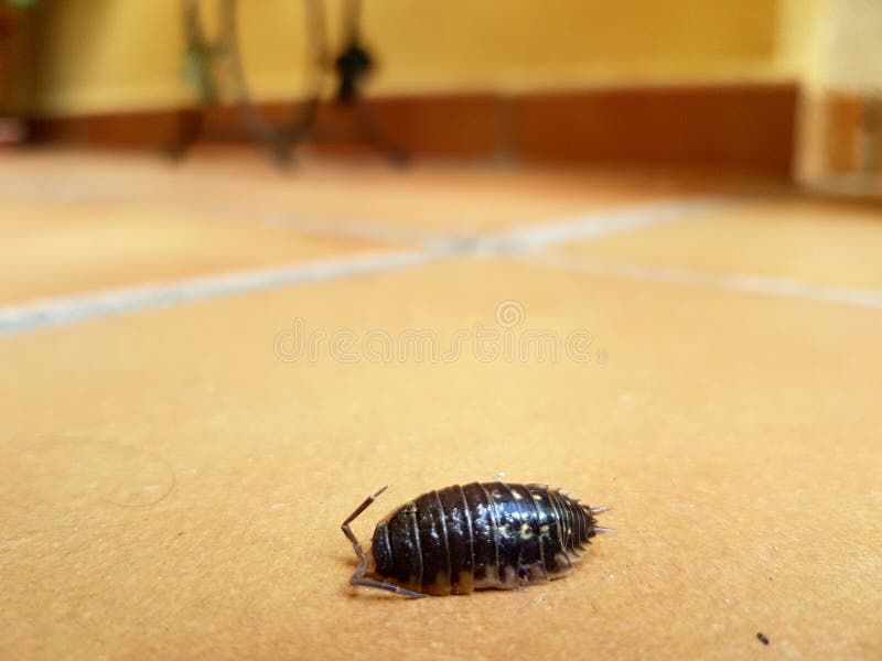 Insect in the yard stock image. Image of death, bicho - 140121817