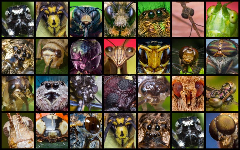 Collage De Arácnidos De Insectos Imagen de archivo - Imagen de mosca ...