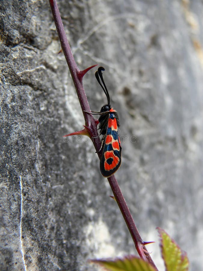 Insecto Con Los Puntos Rojos Foto de archivo - Imagen de invertebrado ...