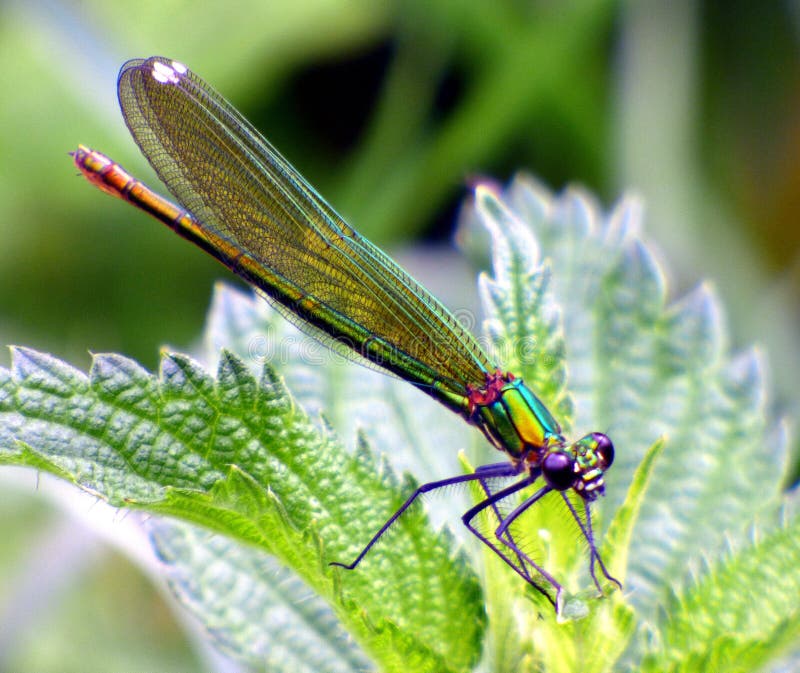 Damselfly Imagen. Imagen: 19933874