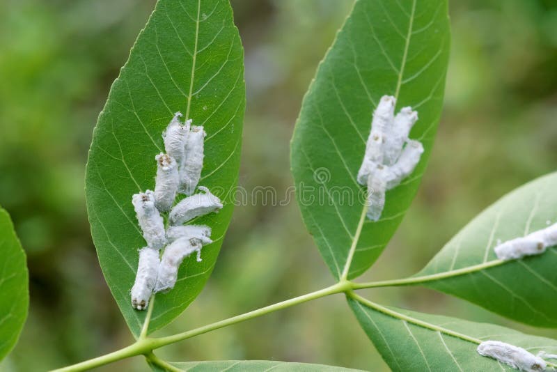 Larva de insecto roja foto de archivo. Imagen de animal - 26524304