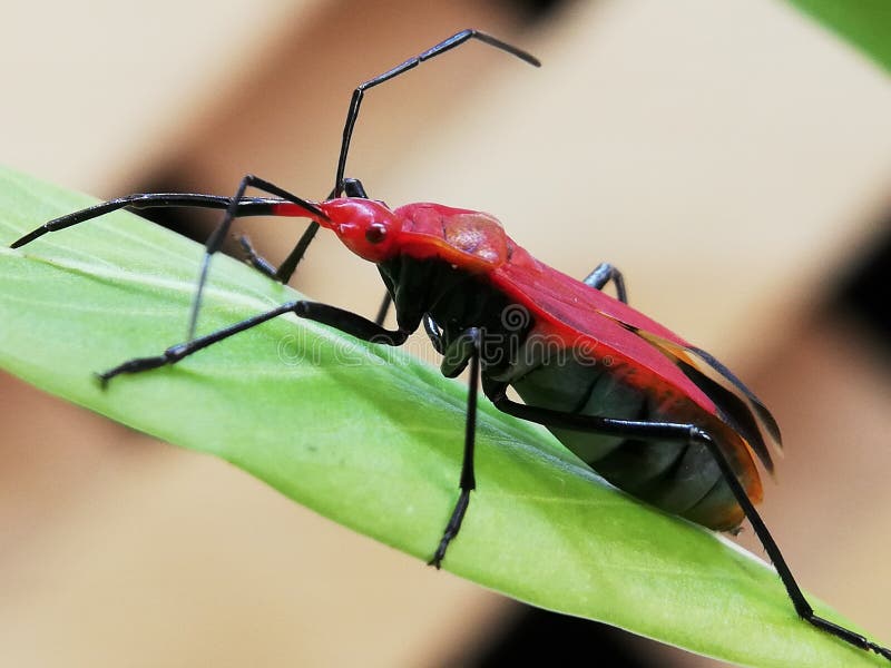 Insecto de fuego europeo foto de archivo. Imagen de europeo - 134566016