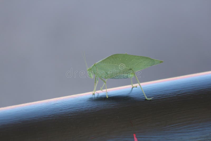 Insecto De Hoja En El Carril Del Metal Imagen de archivo - Imagen de ...