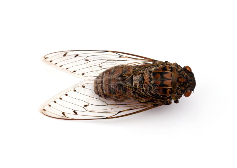 Insecto de la cigarra. imagen de archivo. Imagen de cierre - 25731223