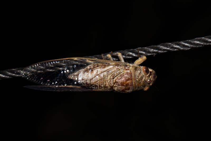 Insecto de la cigarra foto de archivo. Imagen de bicho - 41166938