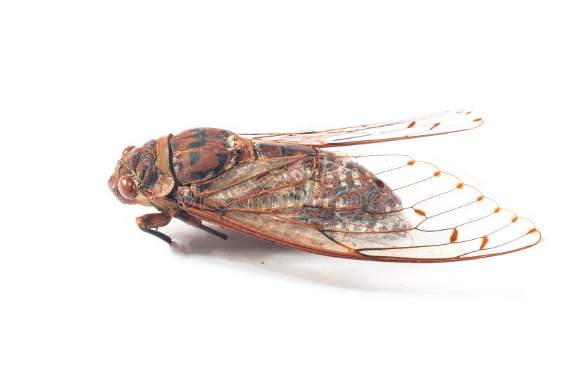 Insecto de la cigarra foto de archivo. Imagen de cara - 52533004