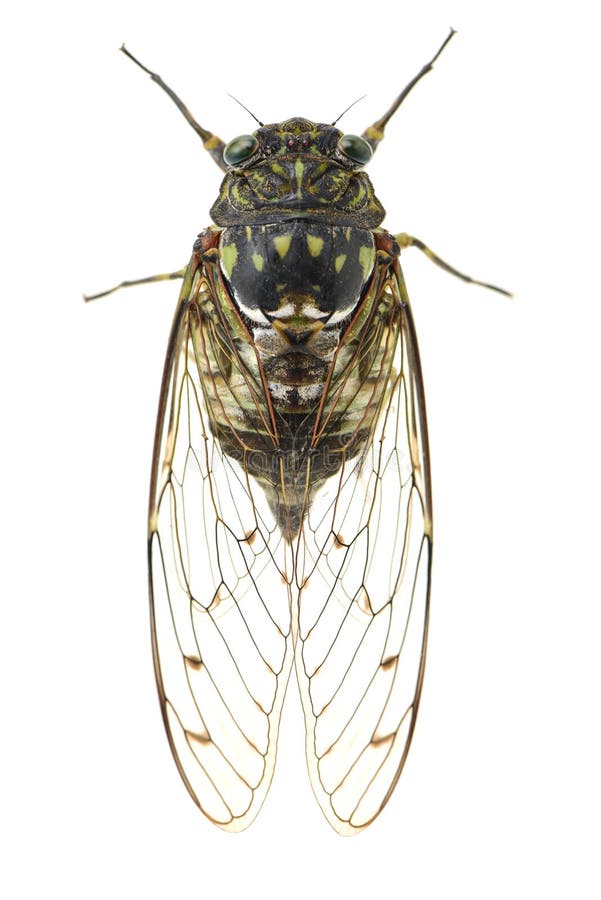 Insecto de la cigarra imagen de archivo. Imagen de macro - 68407739