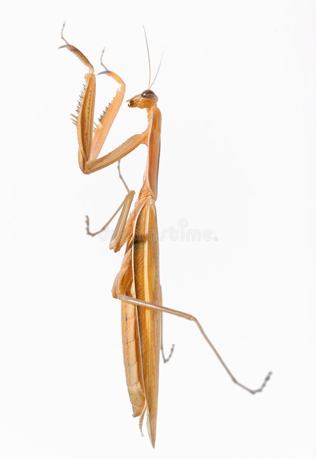 Insecto De La Mantis Religiosa Imagen de archivo - Imagen de cara ...