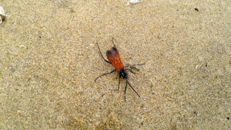 Insecto de la playa imagen de archivo. Imagen de raro - 108130343