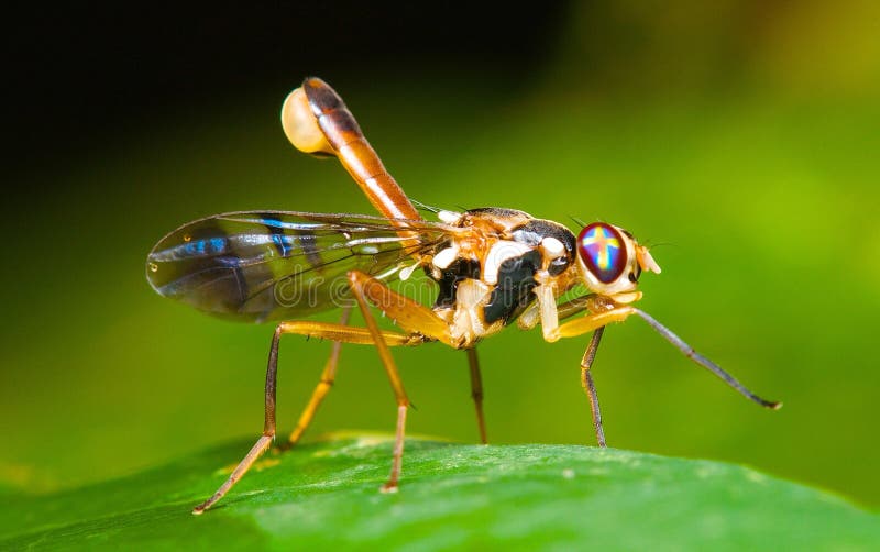 Insecto De La Selva Tropical Foto de archivo - Imagen de verde, hoja ...