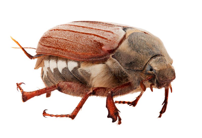 Insecto de mayo foto de archivo. Imagen de fauna, abejorro - 31162270