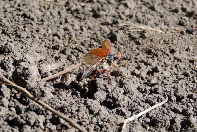 Insecto De Mayo En La Hierba Foto de archivo - Imagen de exterior ...