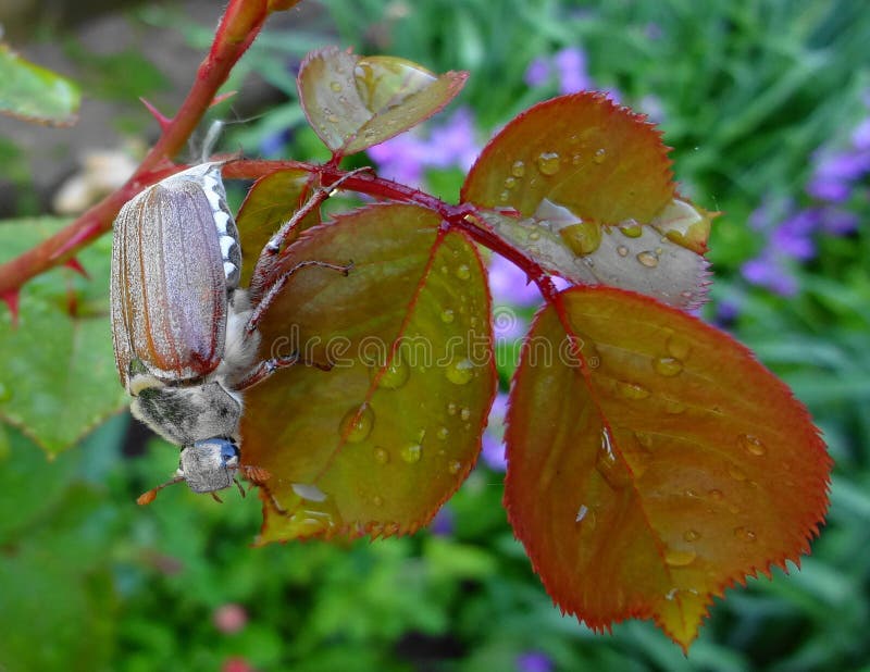 Insecto De Mayo En Las Hojas De Una Rosa Foto de archivo - Imagen de ...