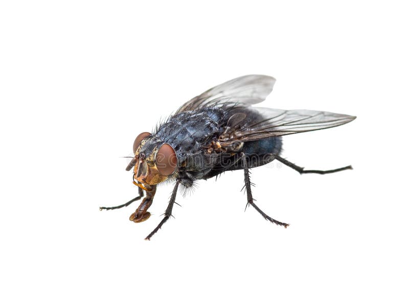 Insecto De Mosca Diptera Fea Aislado En Blanco Imagen de archivo ...