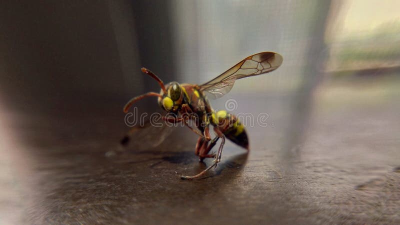 Insecto de Ninja foto de archivo. Imagen de muerto, bicho - 105591038