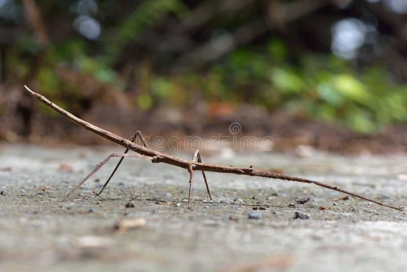 Insecto De Palillo, Phasmatodea - Peruana De Oreophoetes Foto de ...
