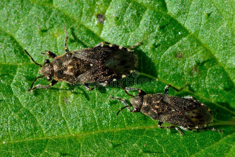 Insecto De Tierra De La Ortiga (urticae De Heterogaster) Foto de ...