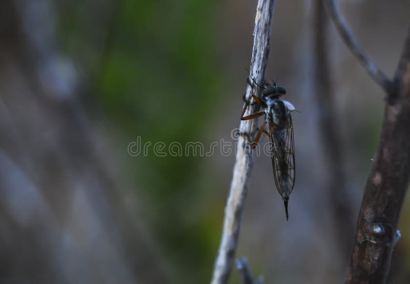 Insecto Con Las Alas Transparentes Imagen de archivo - Imagen de bicho ...