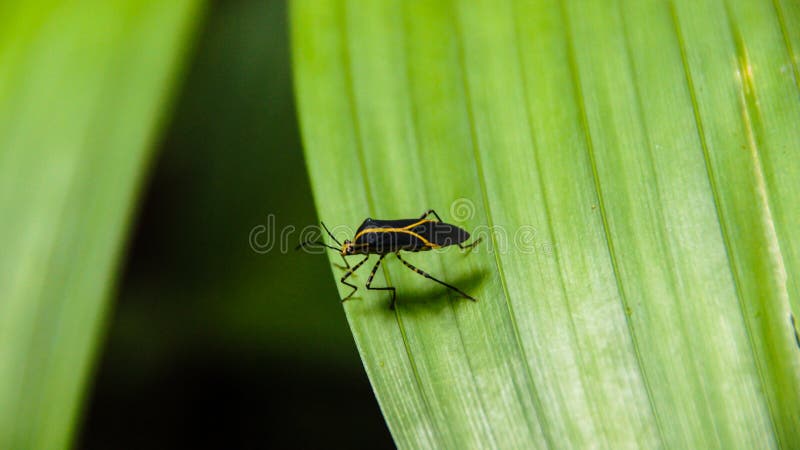 Insecto del campo imagen de archivo. Imagen de primer - 52142569
