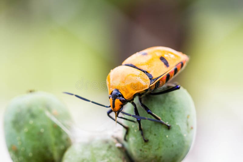 Insecto Del Escudo Del Lichi Imagen de archivo - Imagen de isla, hoja ...