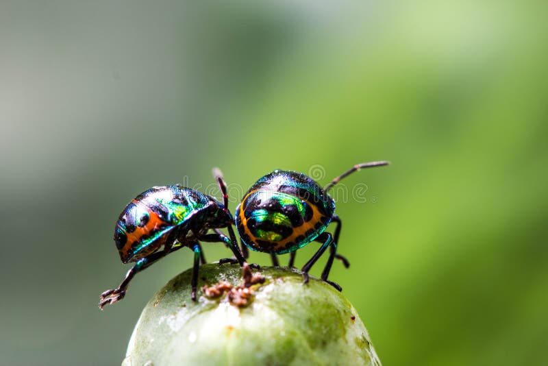 Insecto Del Escudo Del Lichi Imagen de archivo - Imagen de verde, isla ...