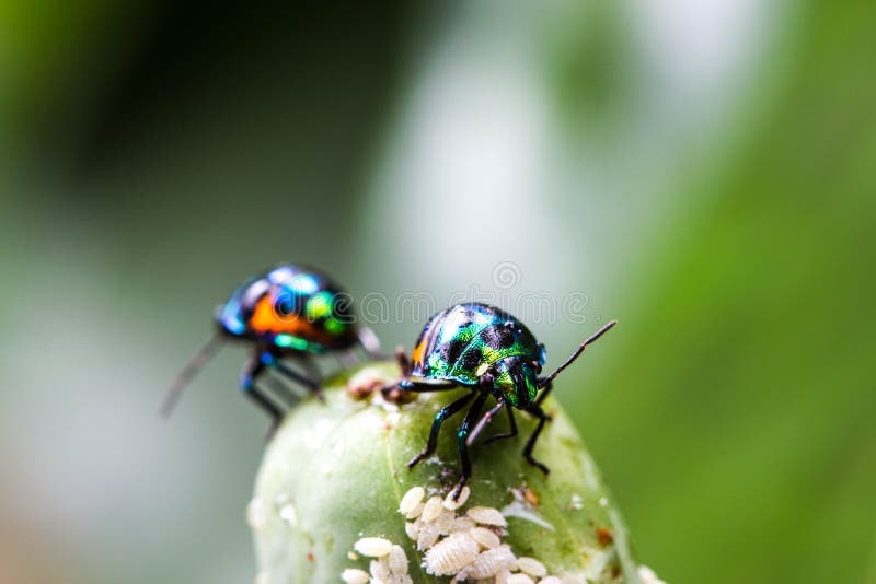 Insecto Verde Del Escudo En Fondo De La Naturaleza Imagen de archivo ...