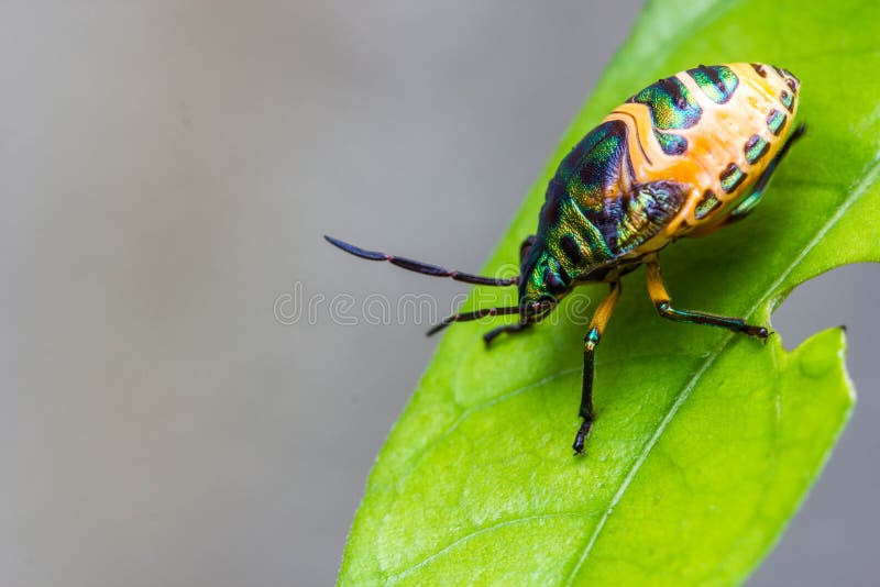 Insecto Del Escudo Del Lichi Foto de archivo - Imagen de veneno ...