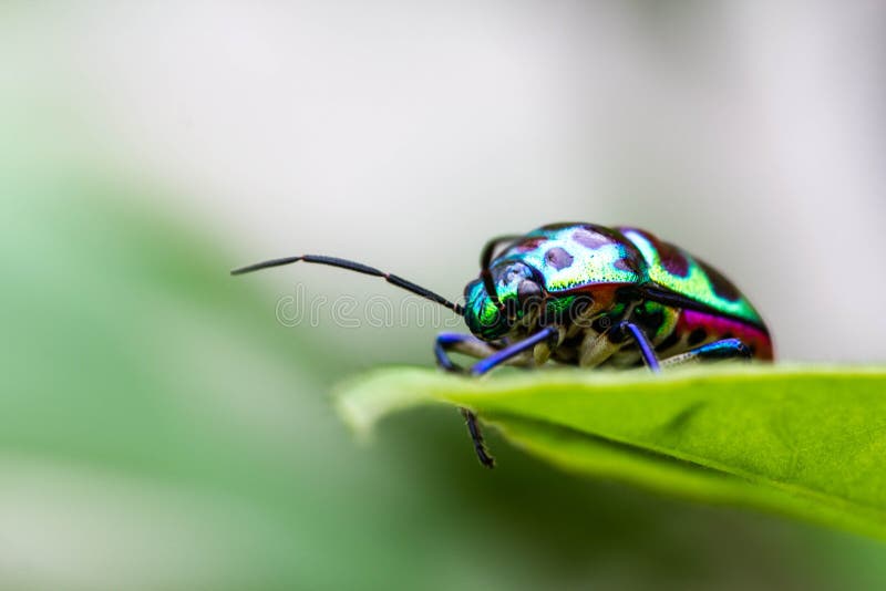 Insecto Del Escudo Del Lichi Foto de archivo - Imagen de escarabajo ...