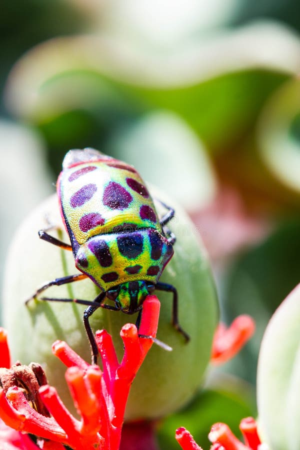 Insecto Del Escudo Del Lichi Foto de archivo - Imagen de bicho, asia ...