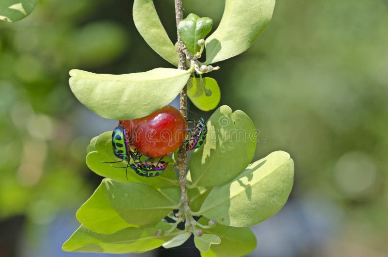 Insecto Del Escudo Del Lichi Foto de archivo - Imagen de travieso ...