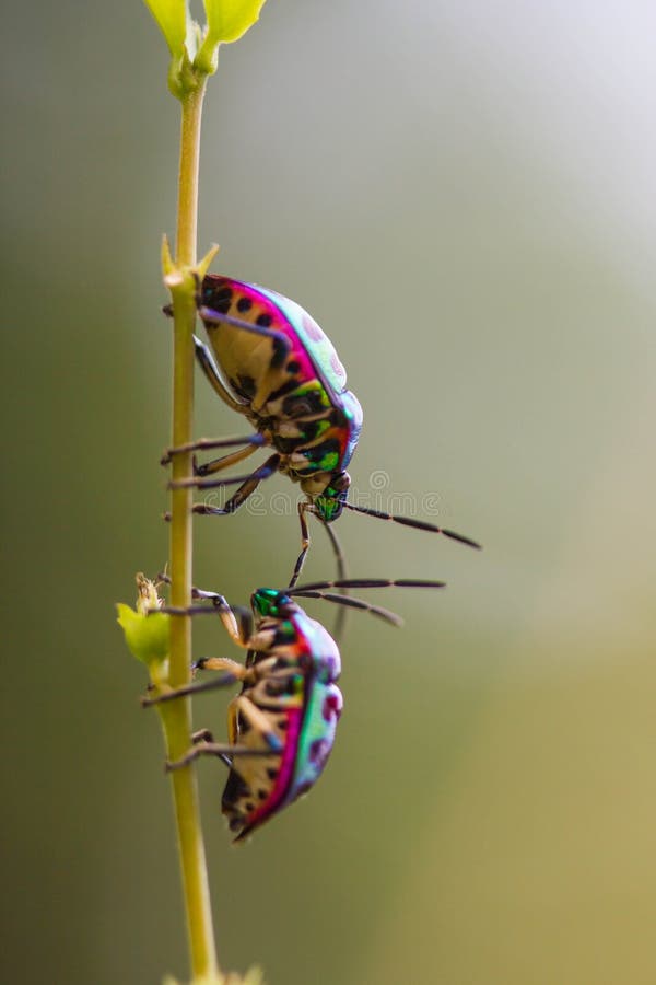 Insecto Del Escudo Del Lichi Foto de archivo - Imagen de negro, comer ...