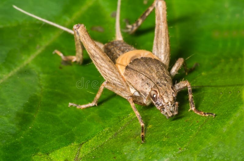 Insecto Del Grillo De Campo Imagen de archivo - Imagen de campo, cubo ...