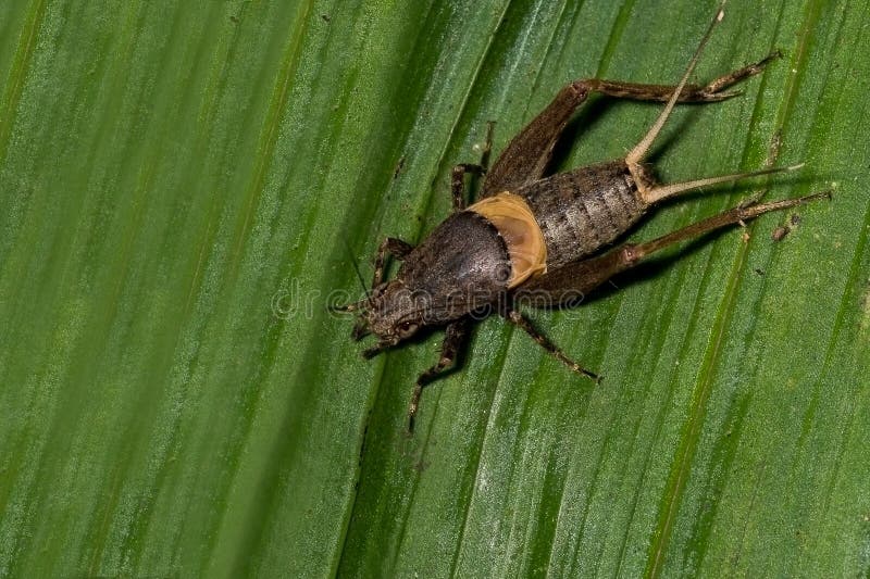 Insecto Del Grillo De Campo Imagen de archivo - Imagen de campo, cubo ...