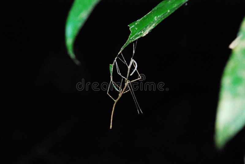 Insecto Del Palillo De La Selva Tropical Del Amazonas Foto de archivo ...