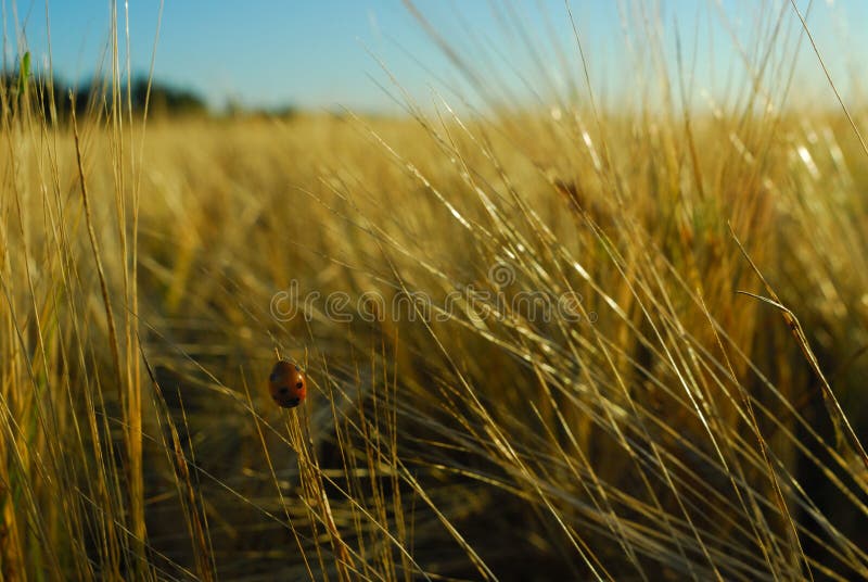 Insecto en campo de grano imagen de archivo. Imagen de oscuridad - 4262173