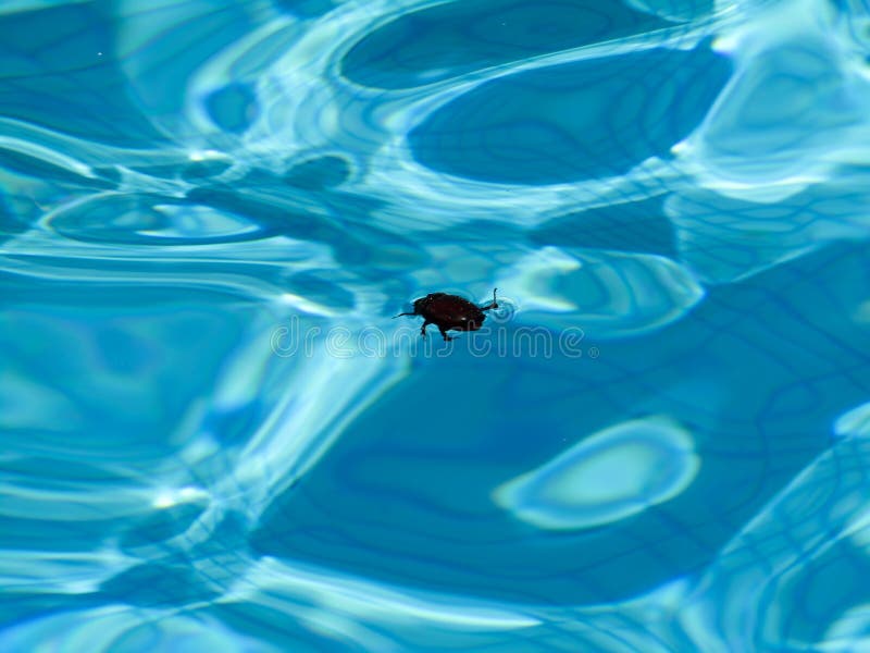 Insecto en el agua foto de archivo. Imagen de movimiento - 124560162
