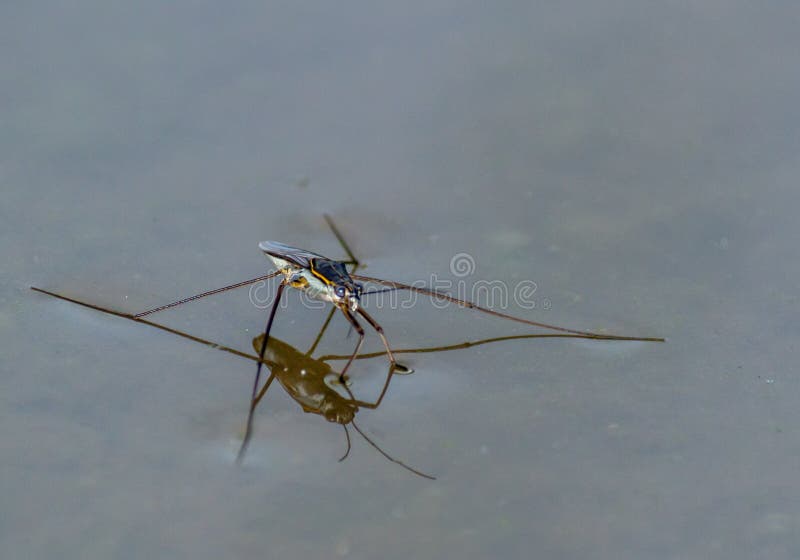 Insecto en el agua imagen de archivo. Imagen de escarabajo - 253514221