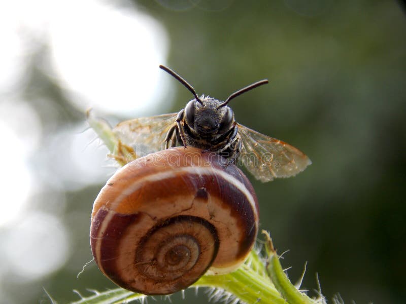 Insecto en el caracol foto de archivo. Imagen de cubo - 124529242