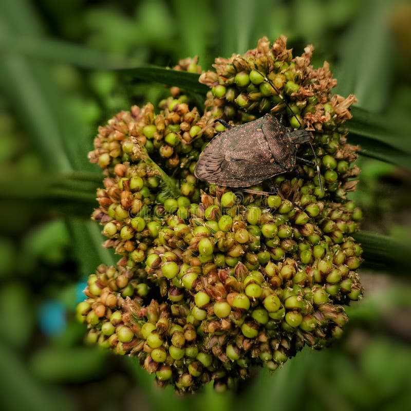 Insecto en el cereal imagen de archivo. Imagen de animal - 115575645