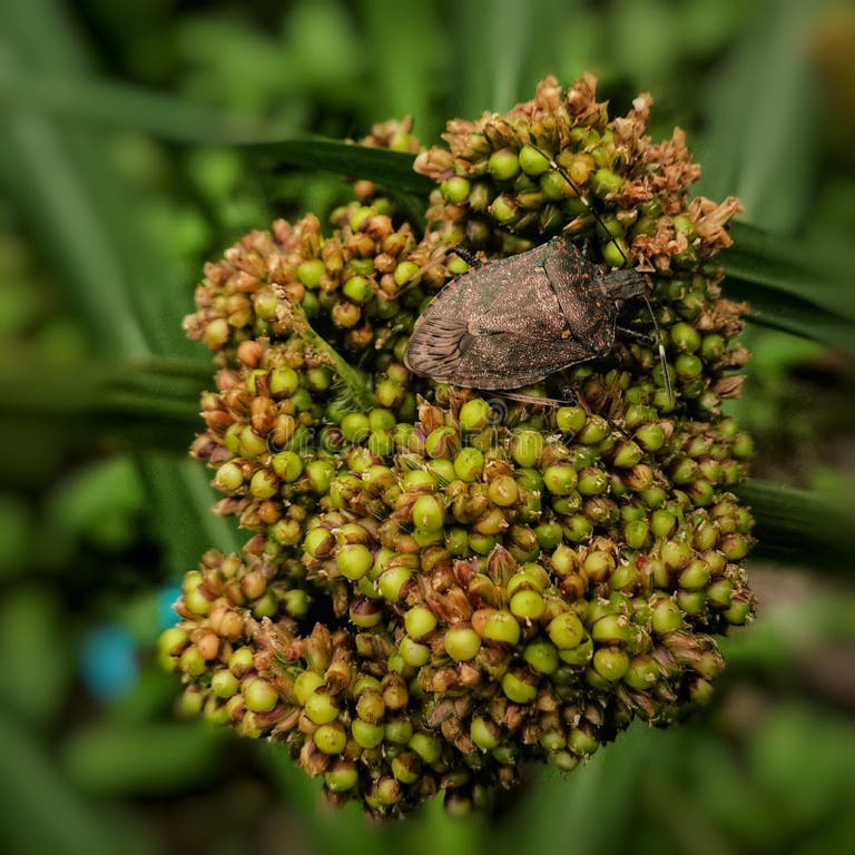 Insecto en el cereal imagen de archivo. Imagen de animal - 115575645