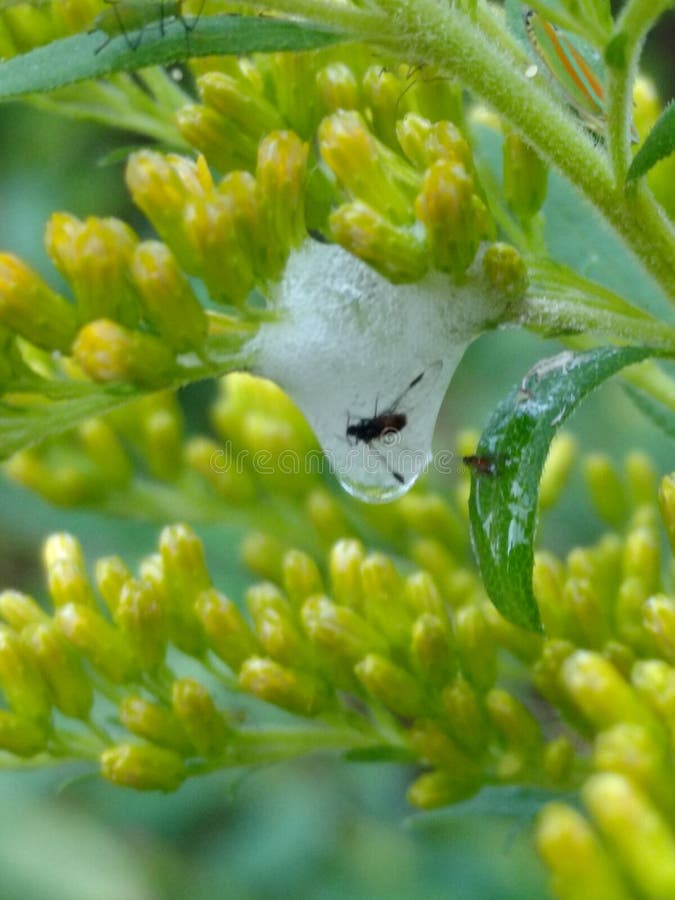 Bola De La Cigarra De La Espuma Del Huevo Del Insecto Dentro De La ...