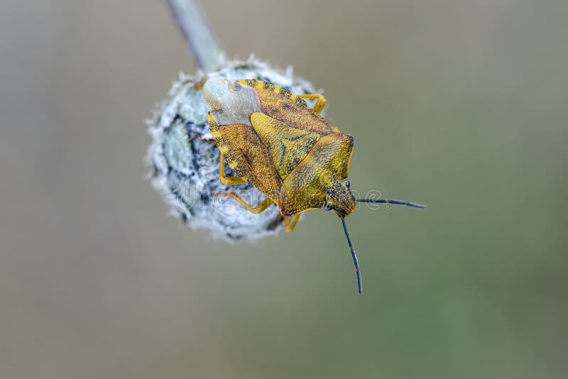 Insecto En La Flor En Campo Imagen de archivo - Imagen de fauna, macro ...