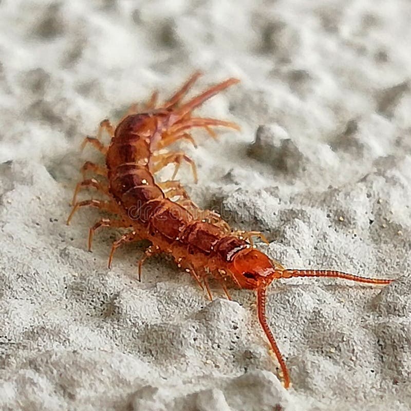 Insecto en la pared imagen de archivo. Imagen de pared - 118556039