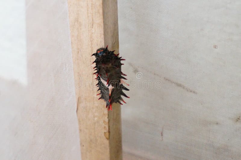 Insecto en la pared foto de archivo. Imagen de alas - 133929304