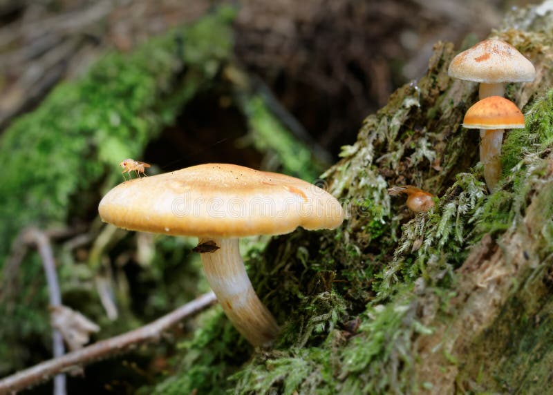 Insecto en seta grande imagen de archivo. Imagen de habitat - 130116331
