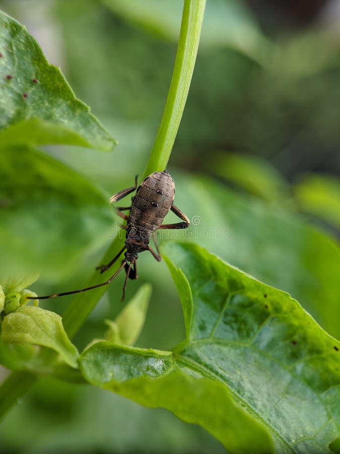 Insecto En Una Hoja Con Una Lente Macro Imagen de archivo - Imagen de ...
