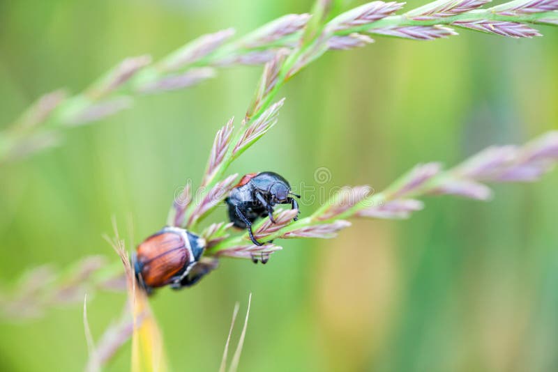 Insecto En Una Planta En El Campo Foto de archivo - Imagen de campo ...