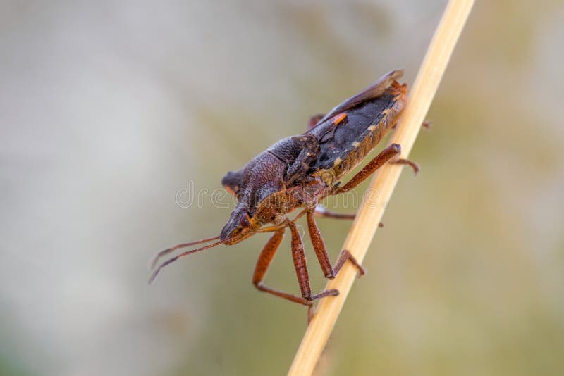 Insecto Feo En Una Cuchilla Foto de archivo - Imagen de primer, tallo ...