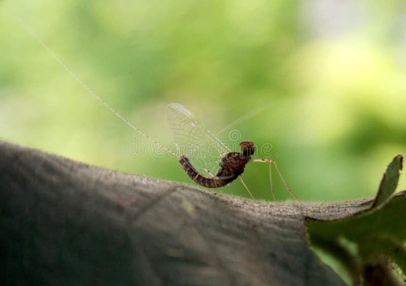 Insecto Interesante En La Lista Imagen de archivo - Imagen de macro ...
